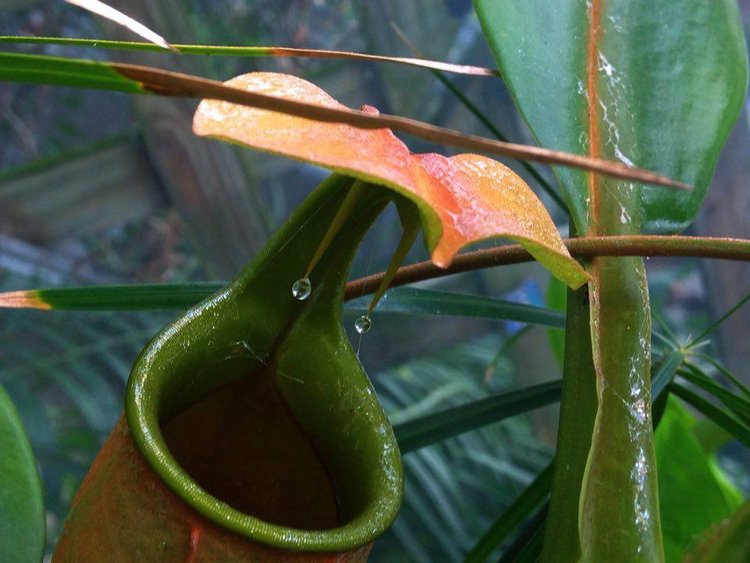 The Fanged Pitcher Plant of Borneo — In Defense of Plants