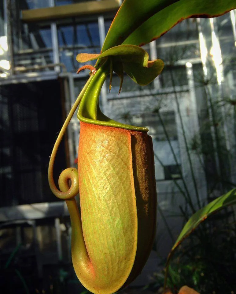 The Fanged Pitcher Plant of Borneo — In Defense of Plants