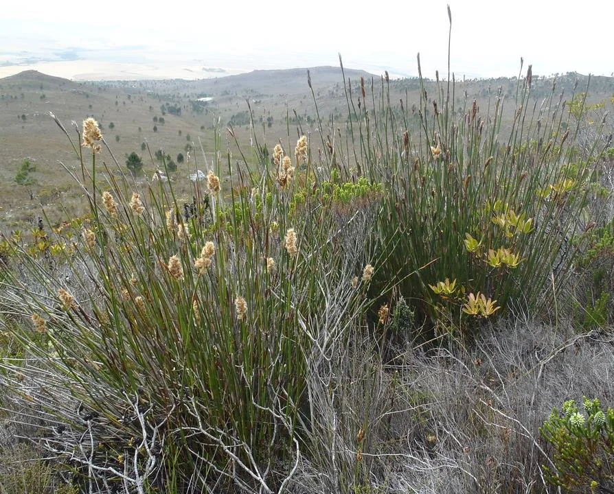 Dung Seeds — In Defense of Plants