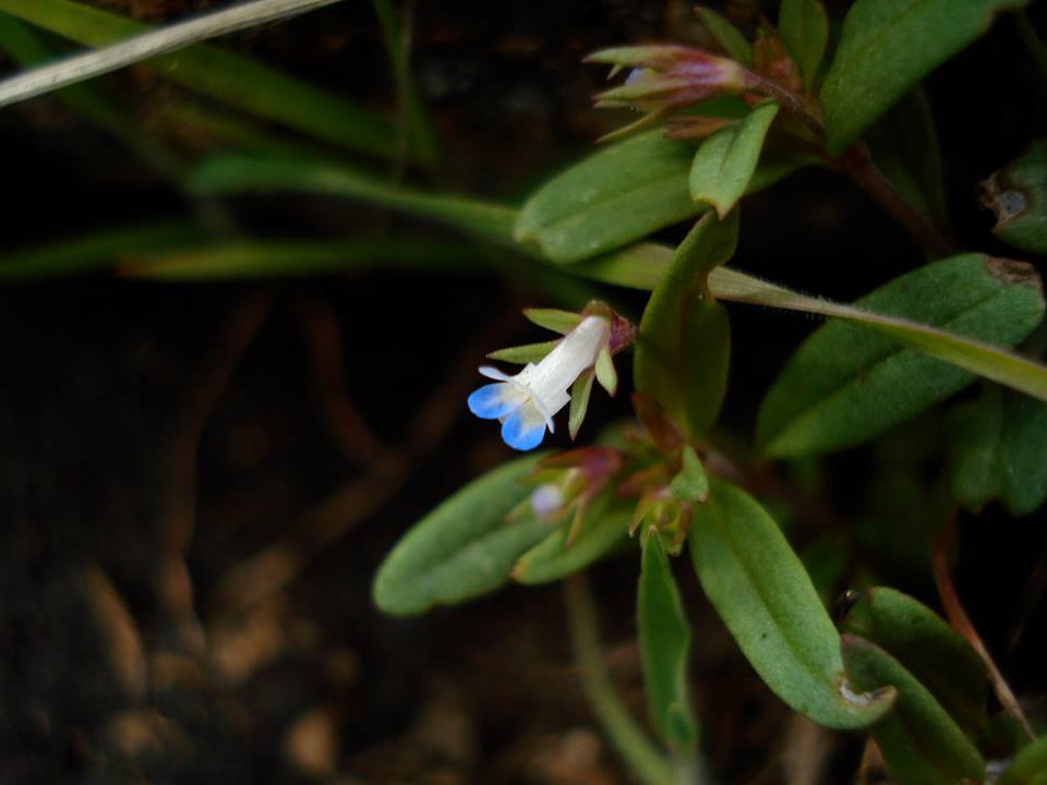 Collinsia — In Defense of Plants
