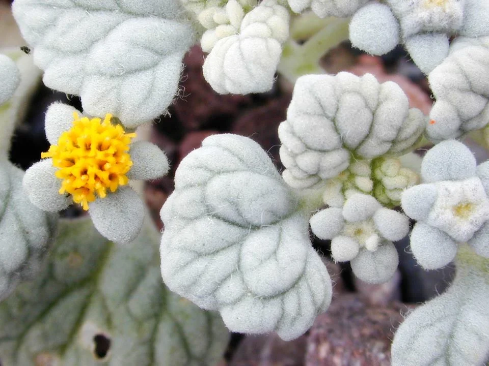 Velvet Turtleback — In Defense of Plants