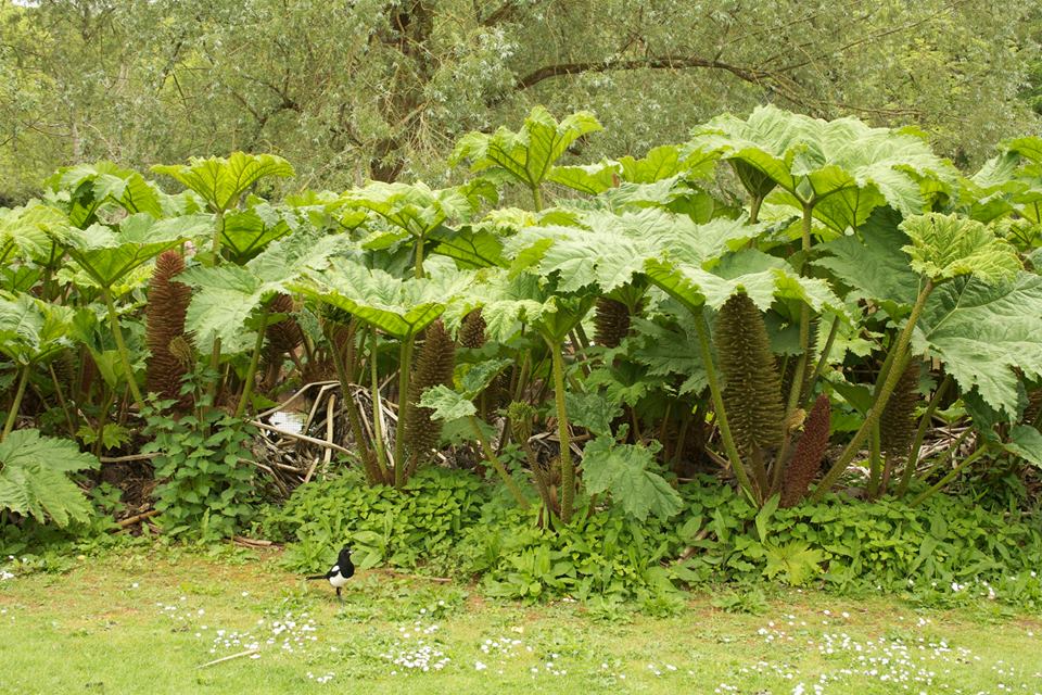 Of Gunnera and Cyanobacteria — In Defense of Plants