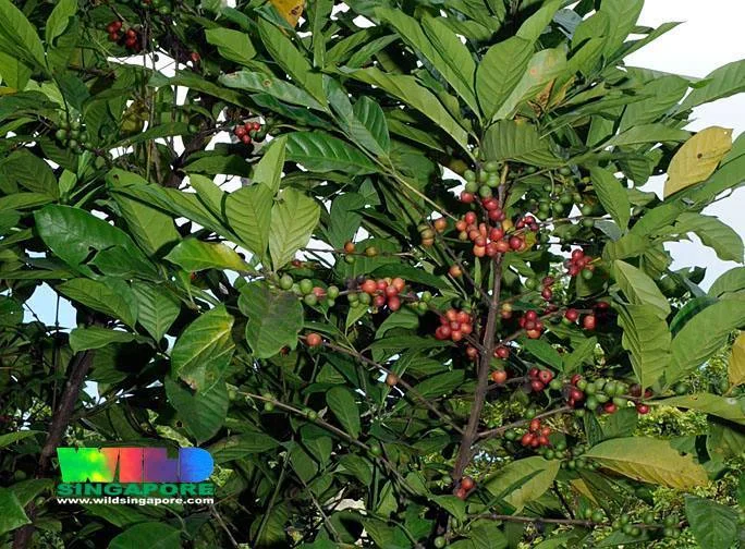 The Truth About Coffee — In Defense of Plants