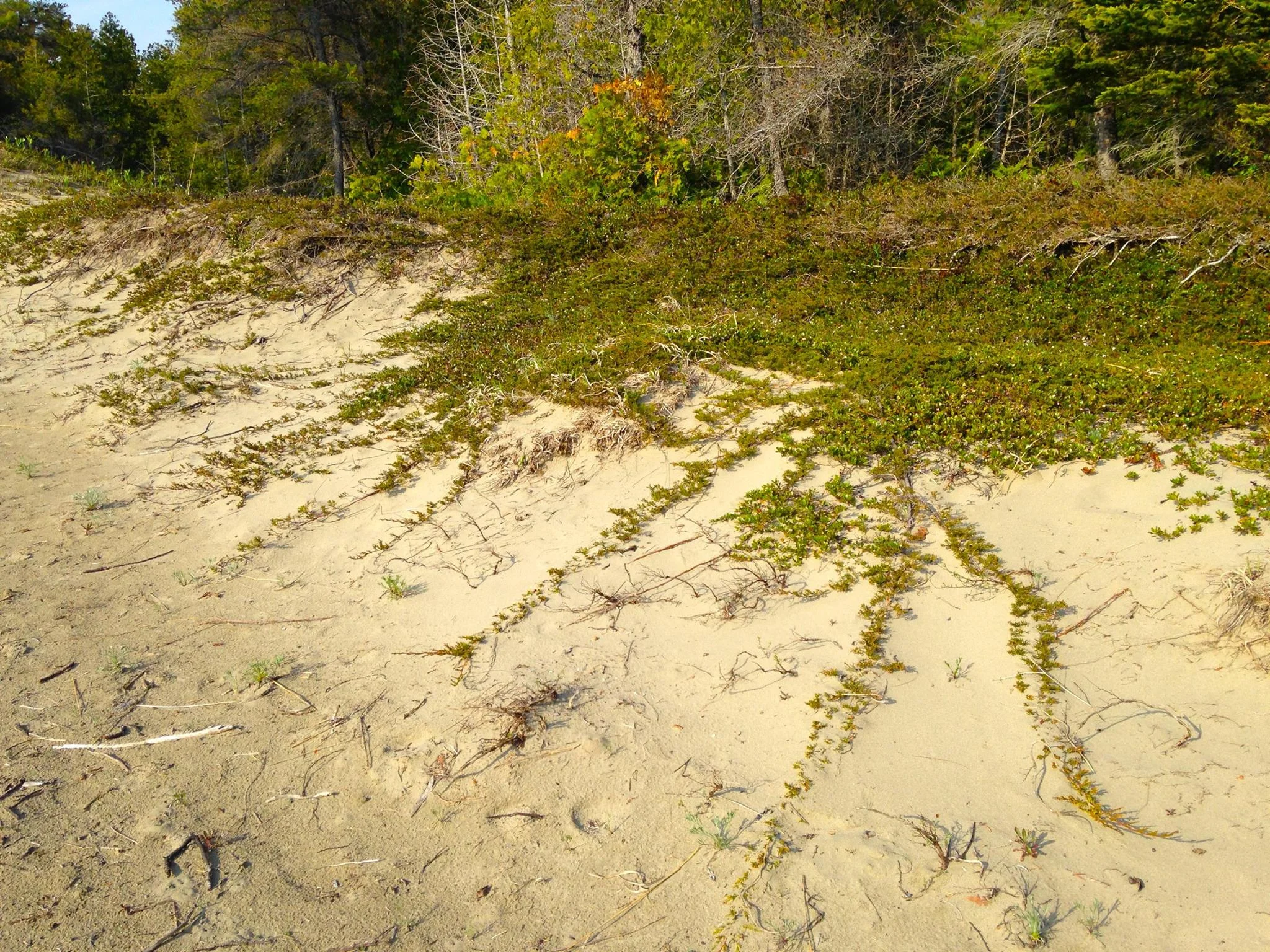 The Dune Building Powers of Sand Cherry — In Defense of Plants