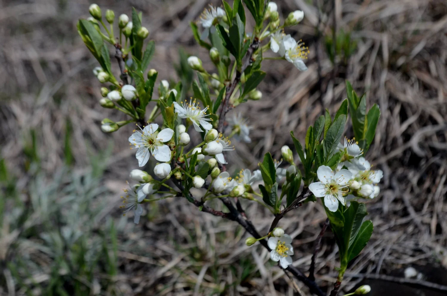 The Dune Building Powers of Sand Cherry — In Defense of Plants