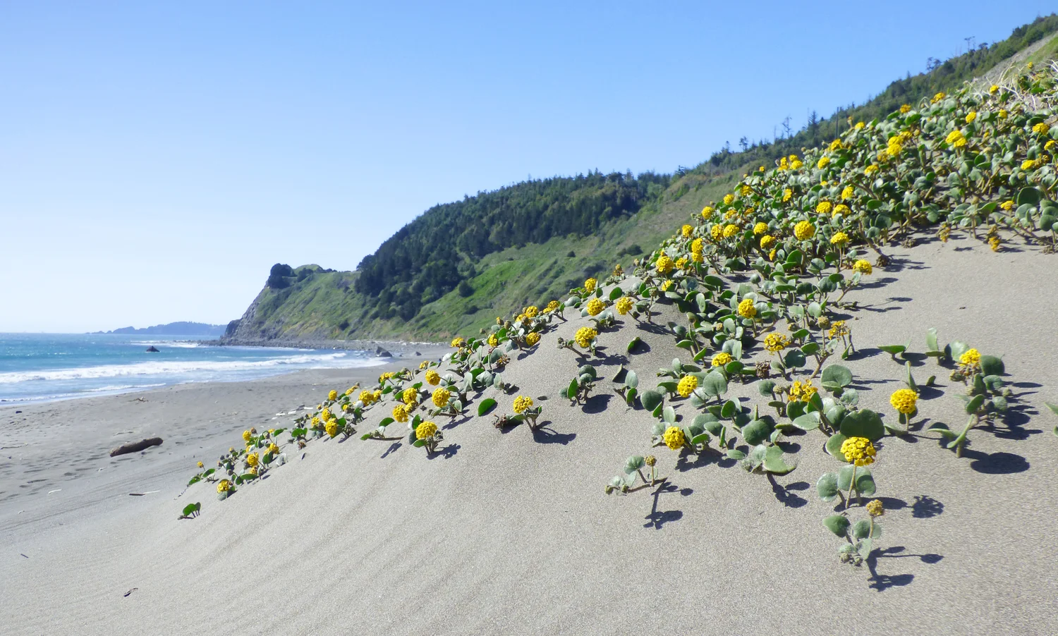 Sand Armor — In Defense of Plants