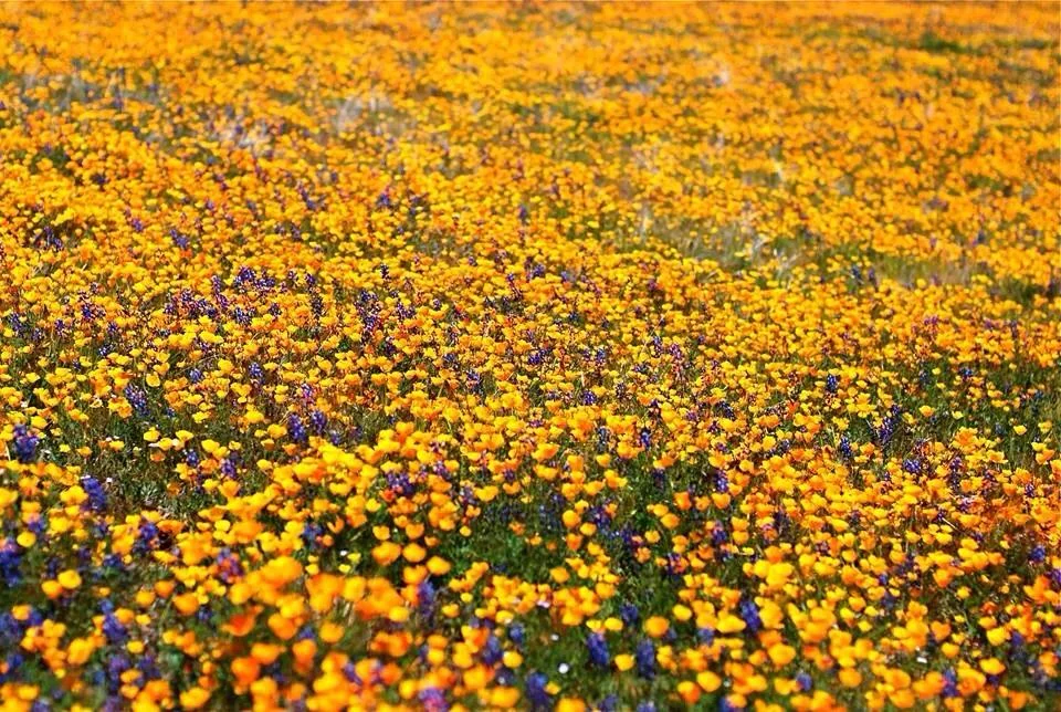 What is the Most Common Flower Color? — In Defense of Plants