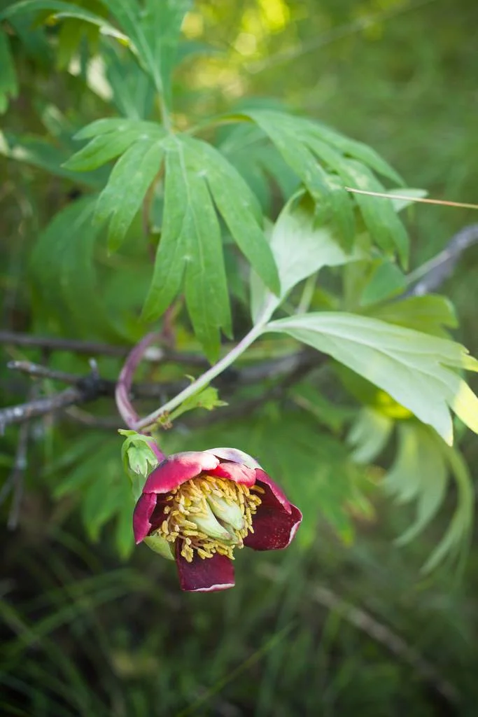 North America's Native Peonies — In Defense of Plants