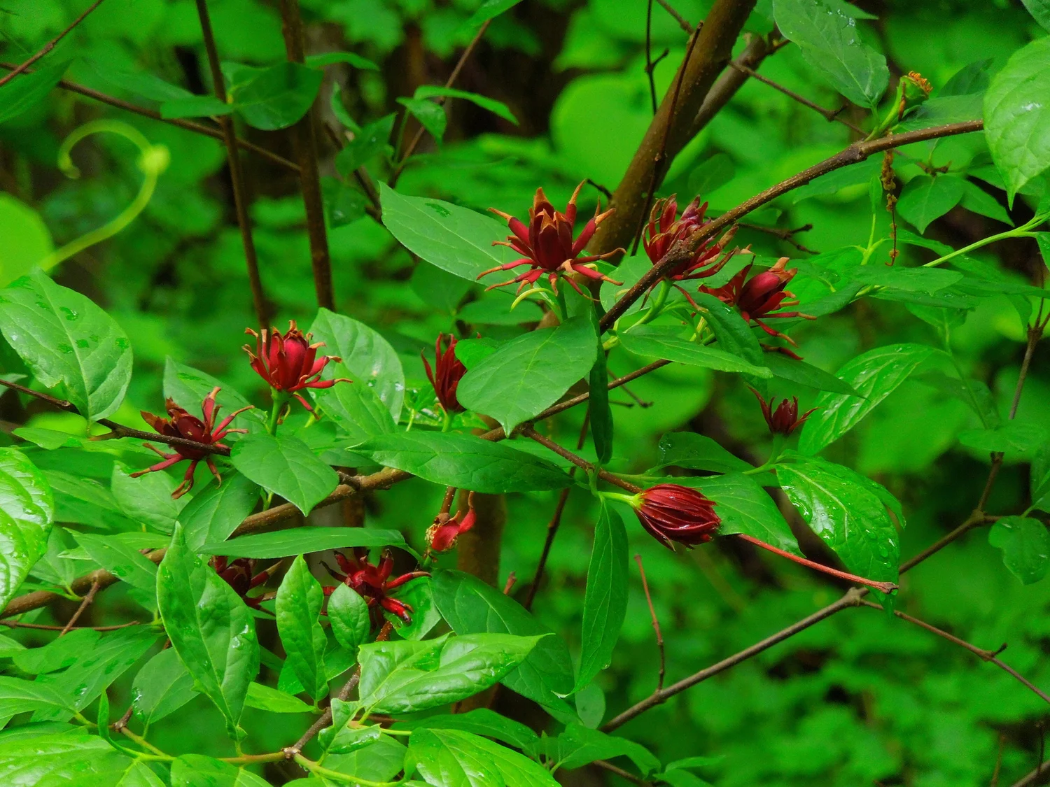 Sweetshrub — In Defense of Plants