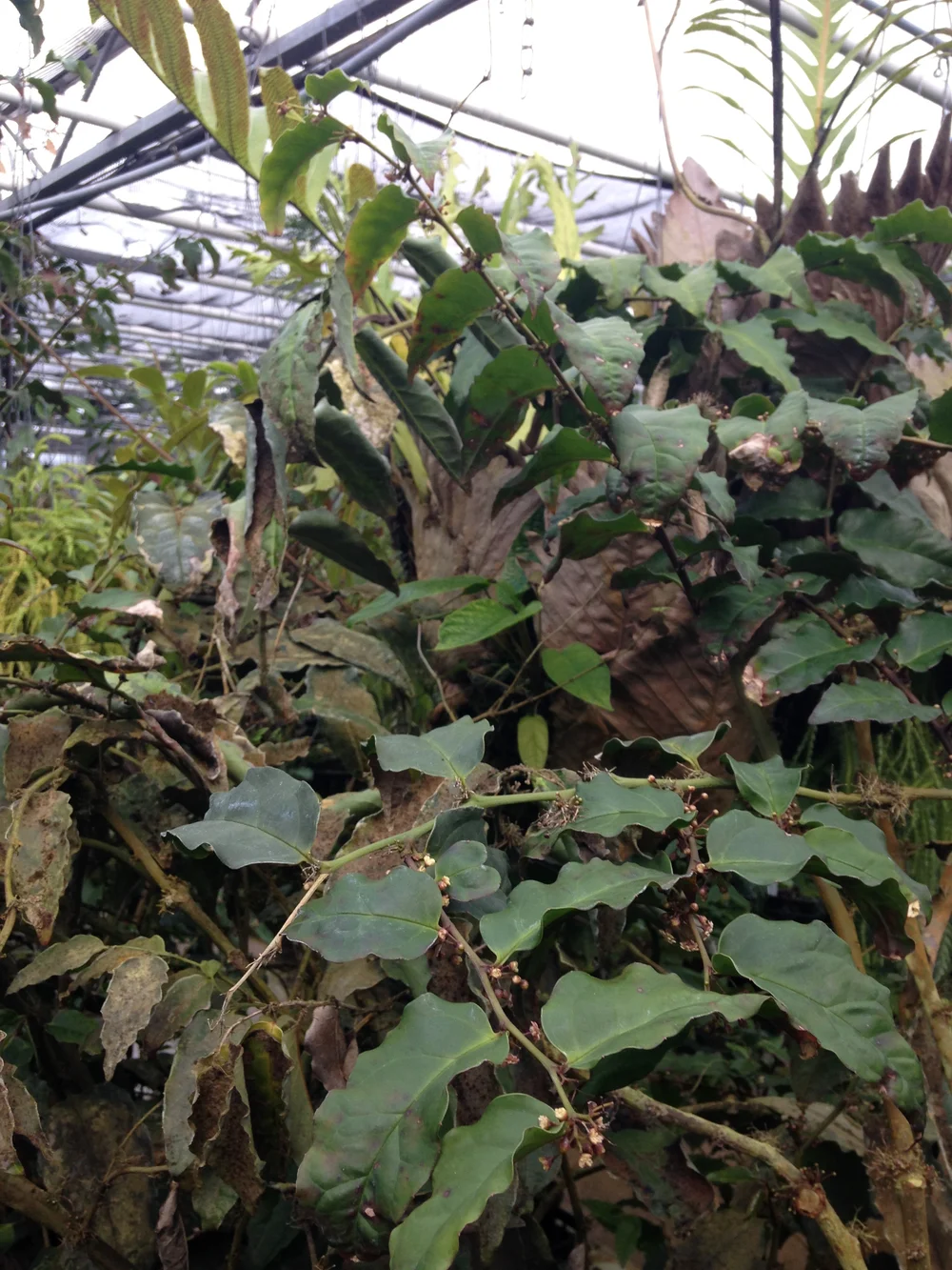 Meeting Amborella trichopoda — In Defense of Plants