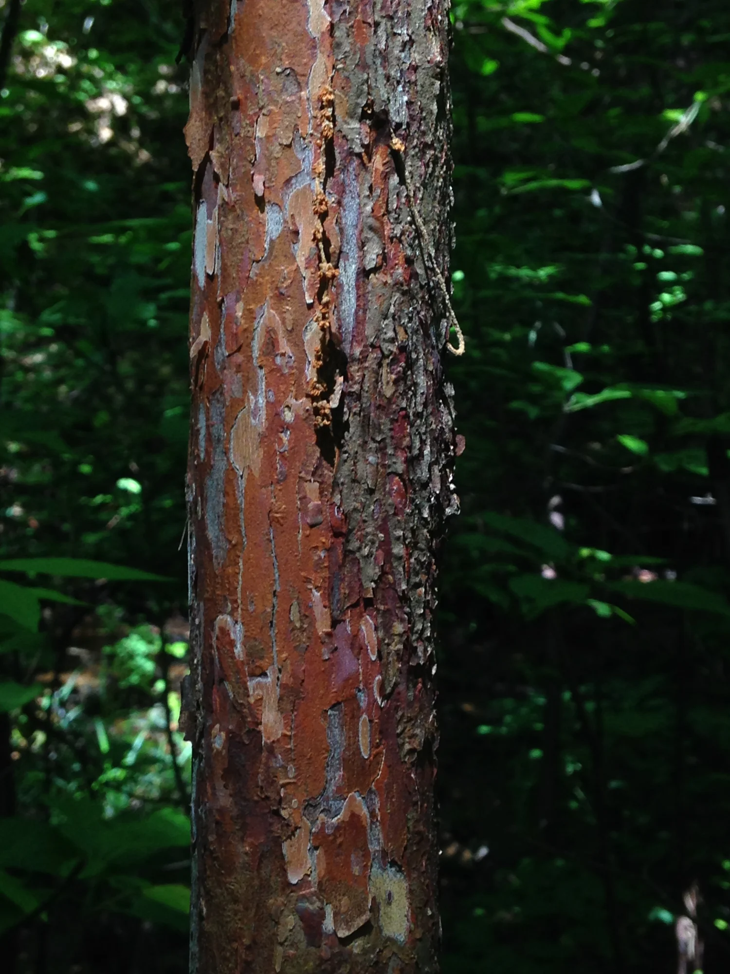 The Mountain Sweet Pepperbush — In Defense of Plants