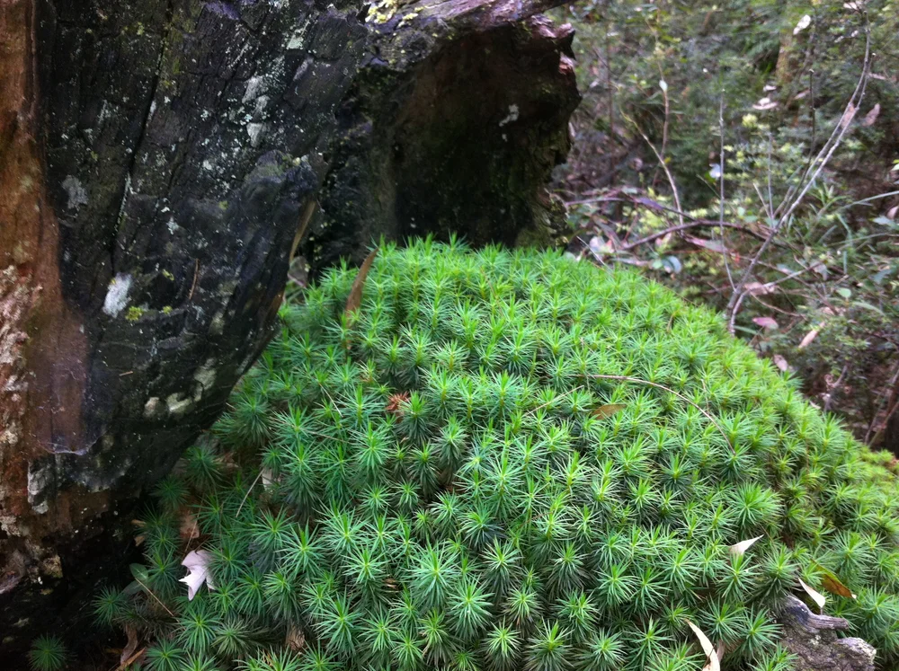 The Tallest Moss — In Defense of Plants