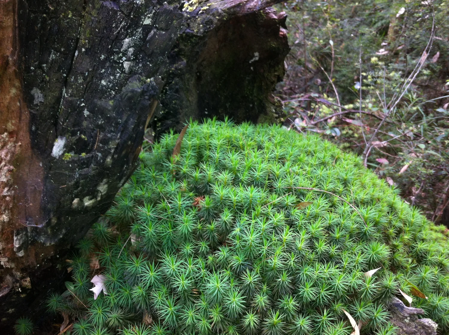 The Tallest Moss — In Defense of Plants