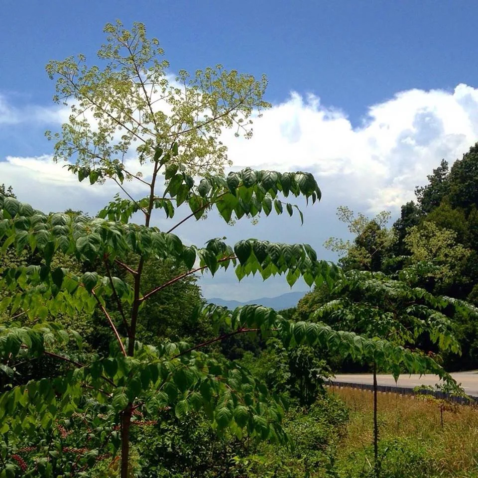 The Devil's Walking Stick — In Defense of Plants