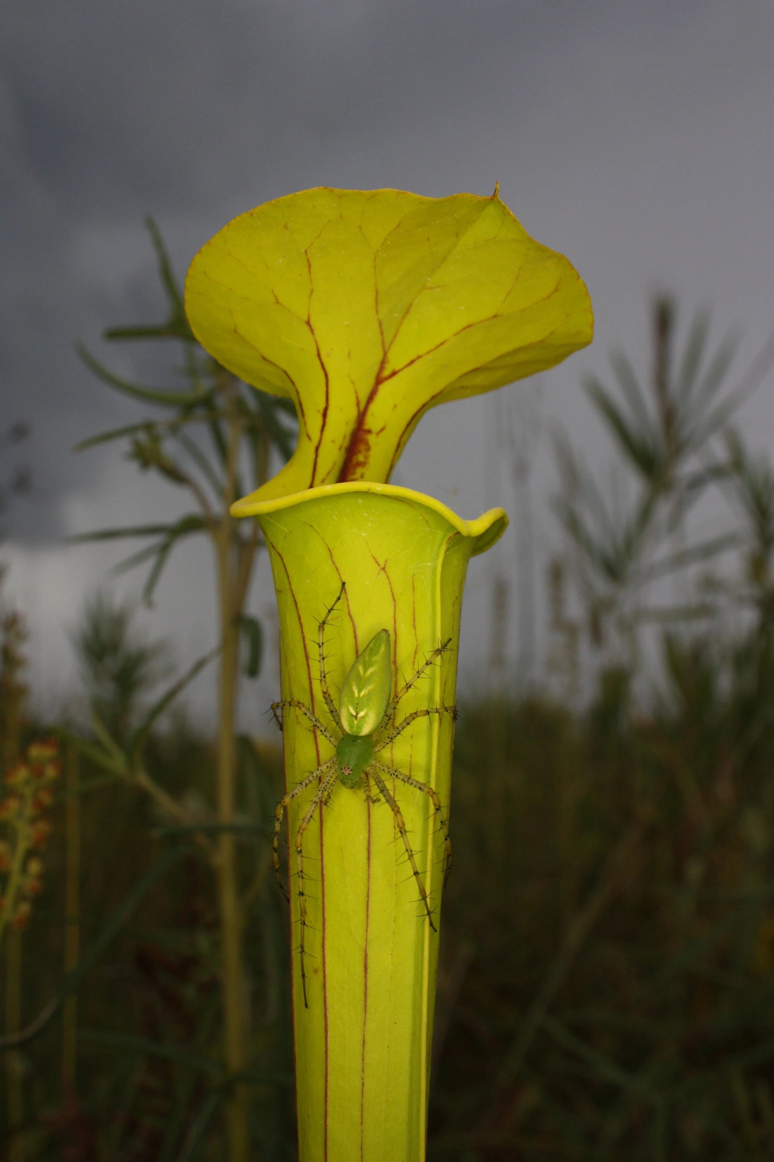 On Lynx Spiders and Pitcher Plants — In Defense of Plants