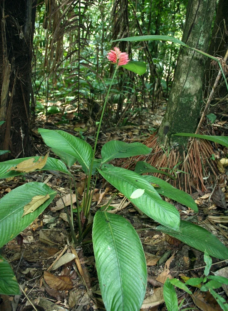 aril — In Defense of Plants