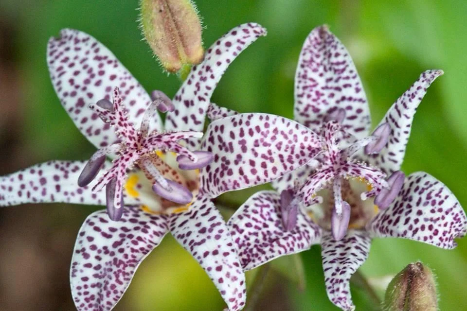 Meet the Toad Lilies — In Defense of Plants
