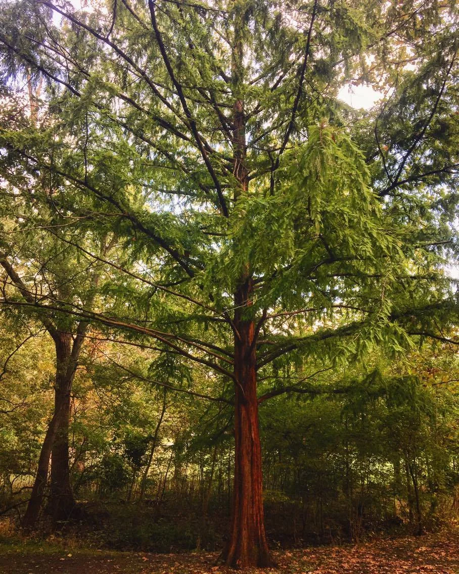 The Dawn Redwood — In Defense of Plants