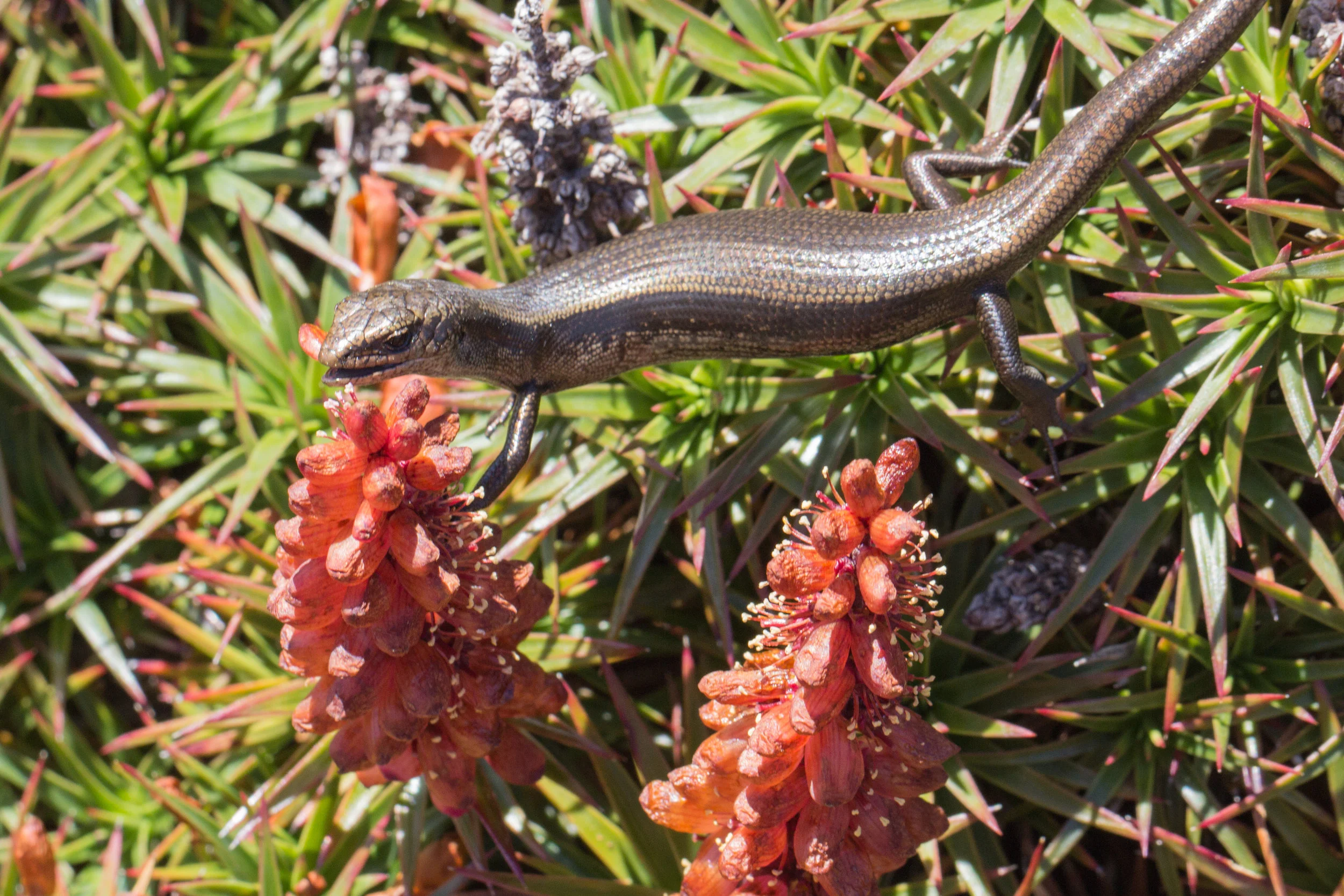 Lizard Helpers — In Defense of Plants