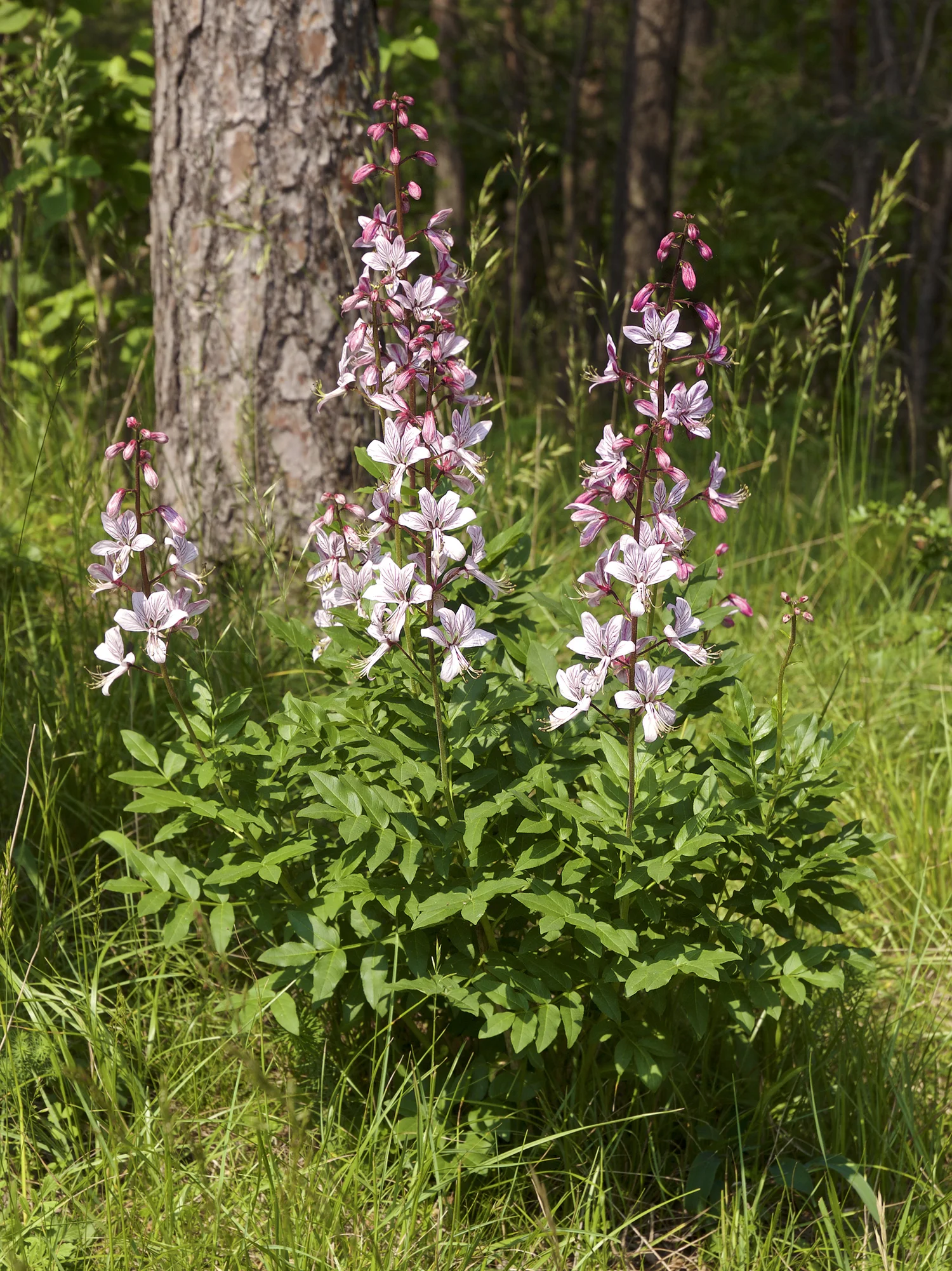 The Gas Plant — In Defense of Plants