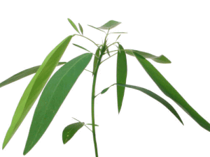 The Curious Case of a Dancing Plant — In Defense of Plants