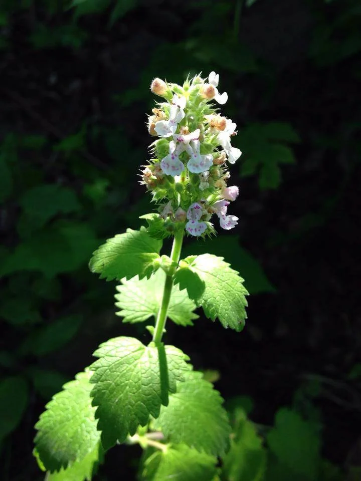 Catnip and Cats — In Defense of Plants