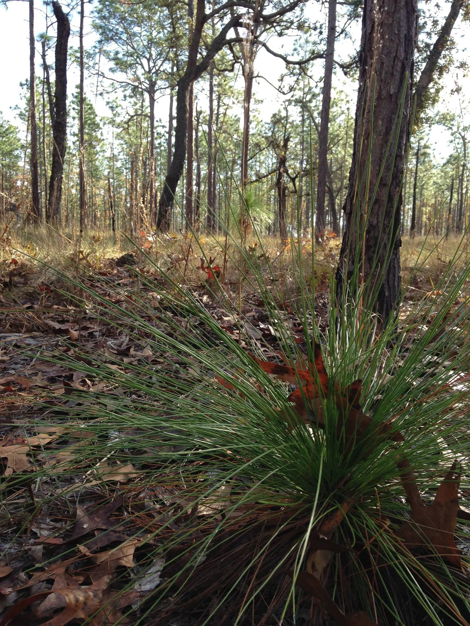 The Longleaf Pine: A Champion of the Coastal Plain — In Defense of Plants