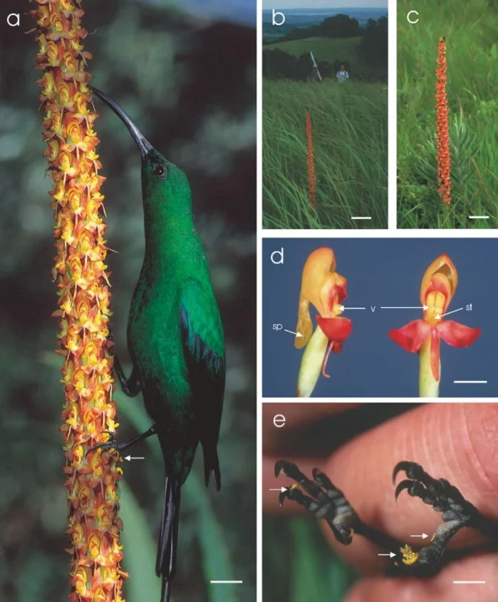 A Peculiar Case of Bird Pollination — In Defense of Plants