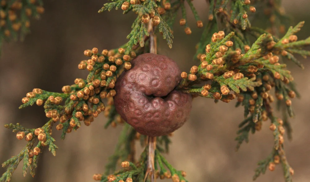Cedar-Apple Rust — In Defense of Plants