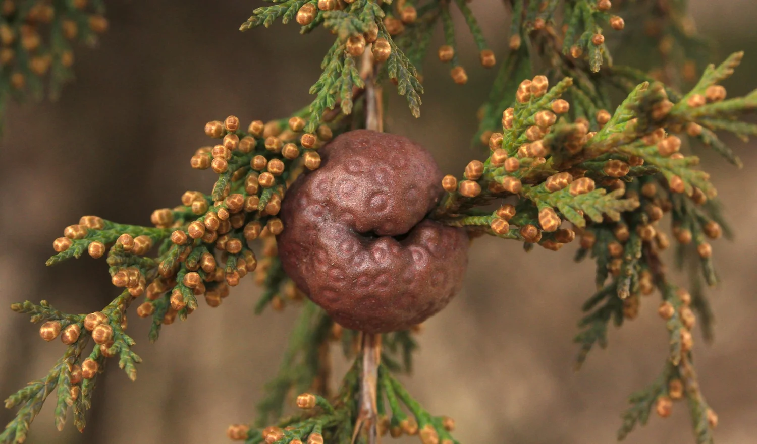 Cedar-Apple Rust — In Defense of Plants