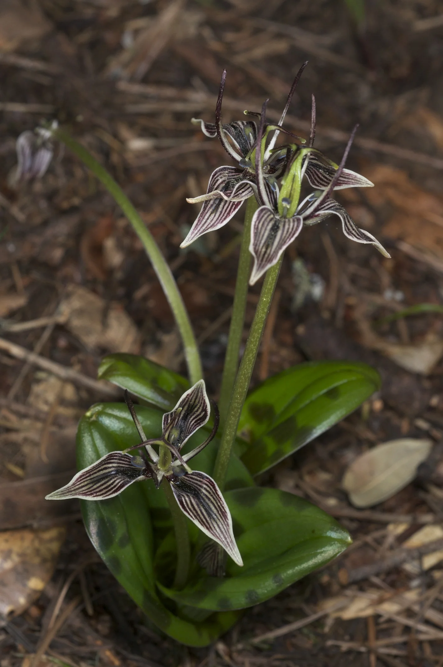 The Fetid Adderstongue — In Defense of Plants