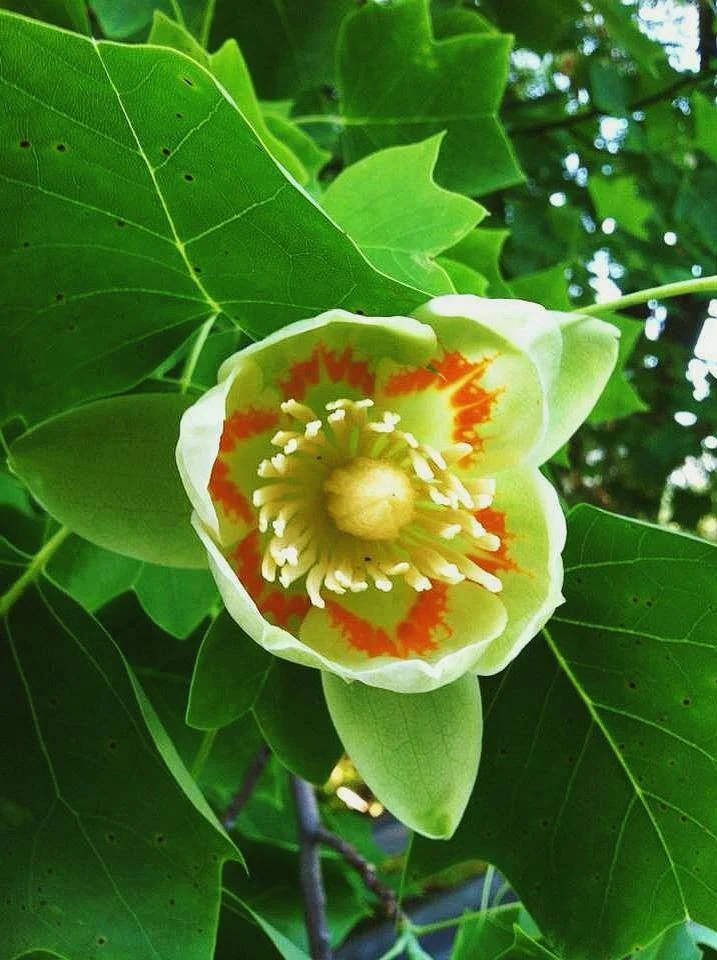 Mighty Magnolias — In Defense of Plants