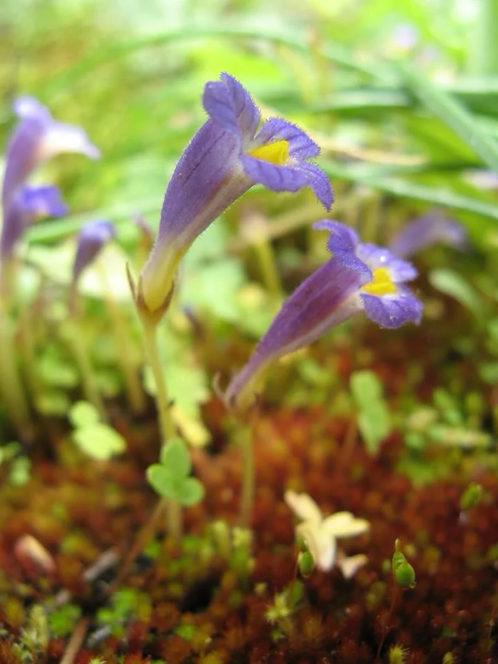 Broomrape: What's in a Name? — In Defense of Plants