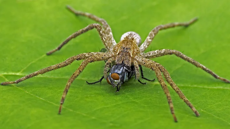 How Spiders Increase Plant Diversity — In Defense of Plants