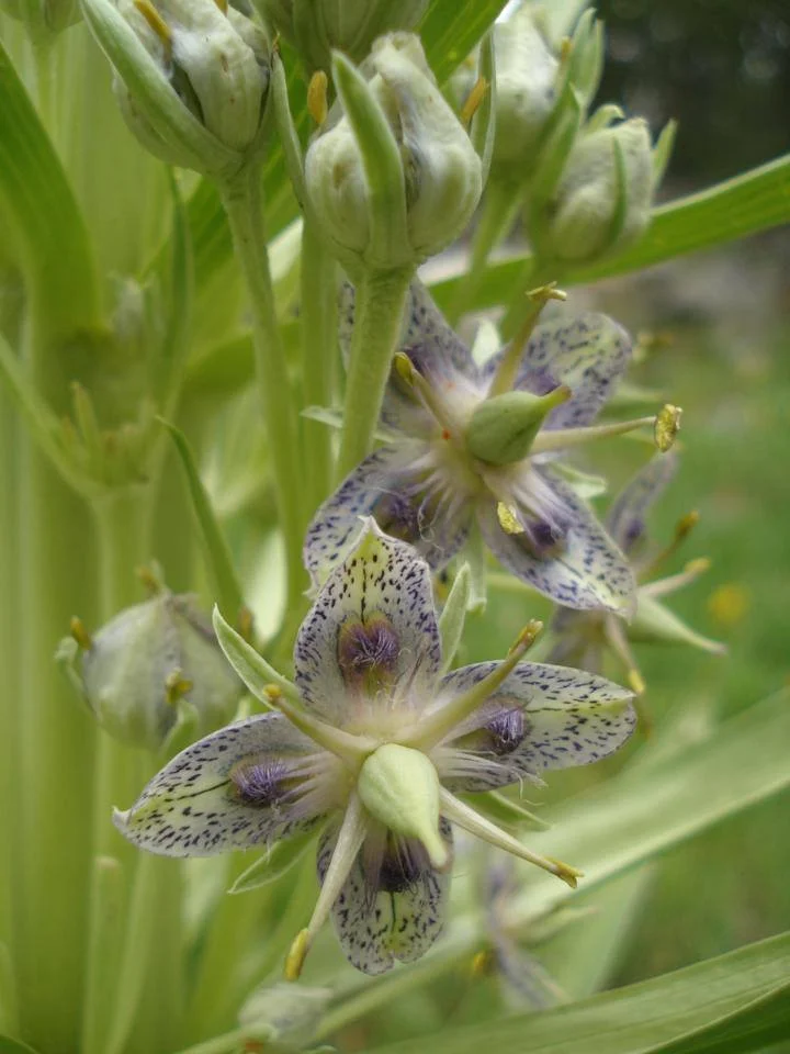 A Beautiful and Bizarre Gentian — In Defense of Plants