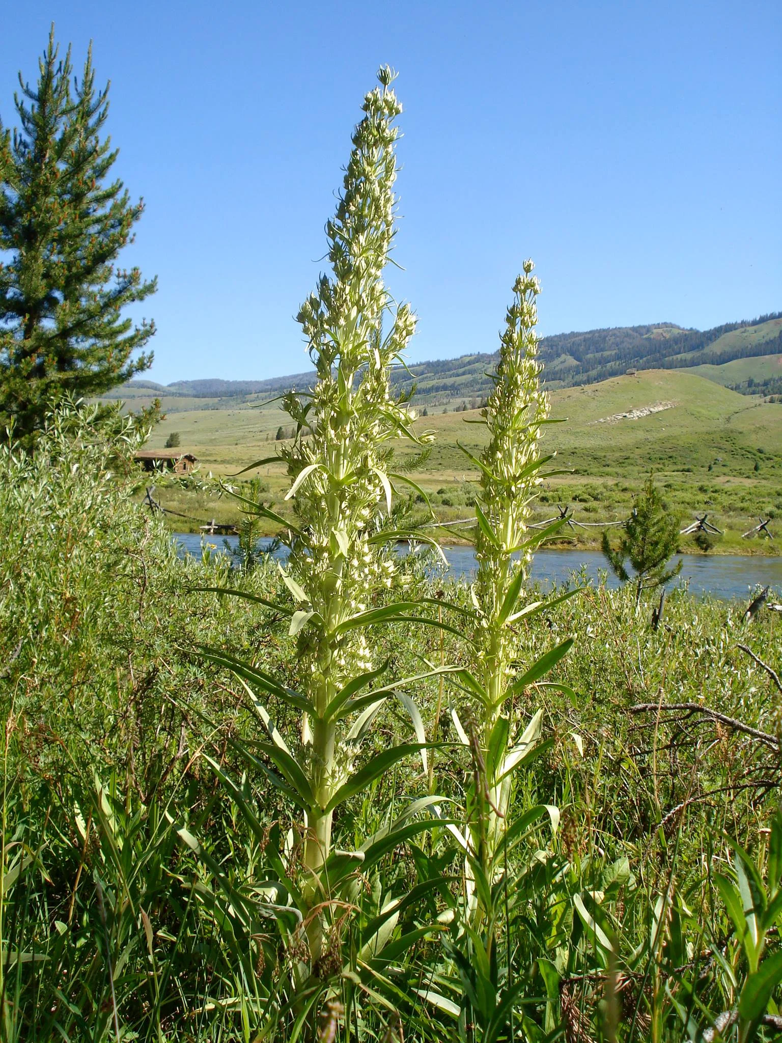 A Beautiful and Bizarre Gentian — In Defense of Plants