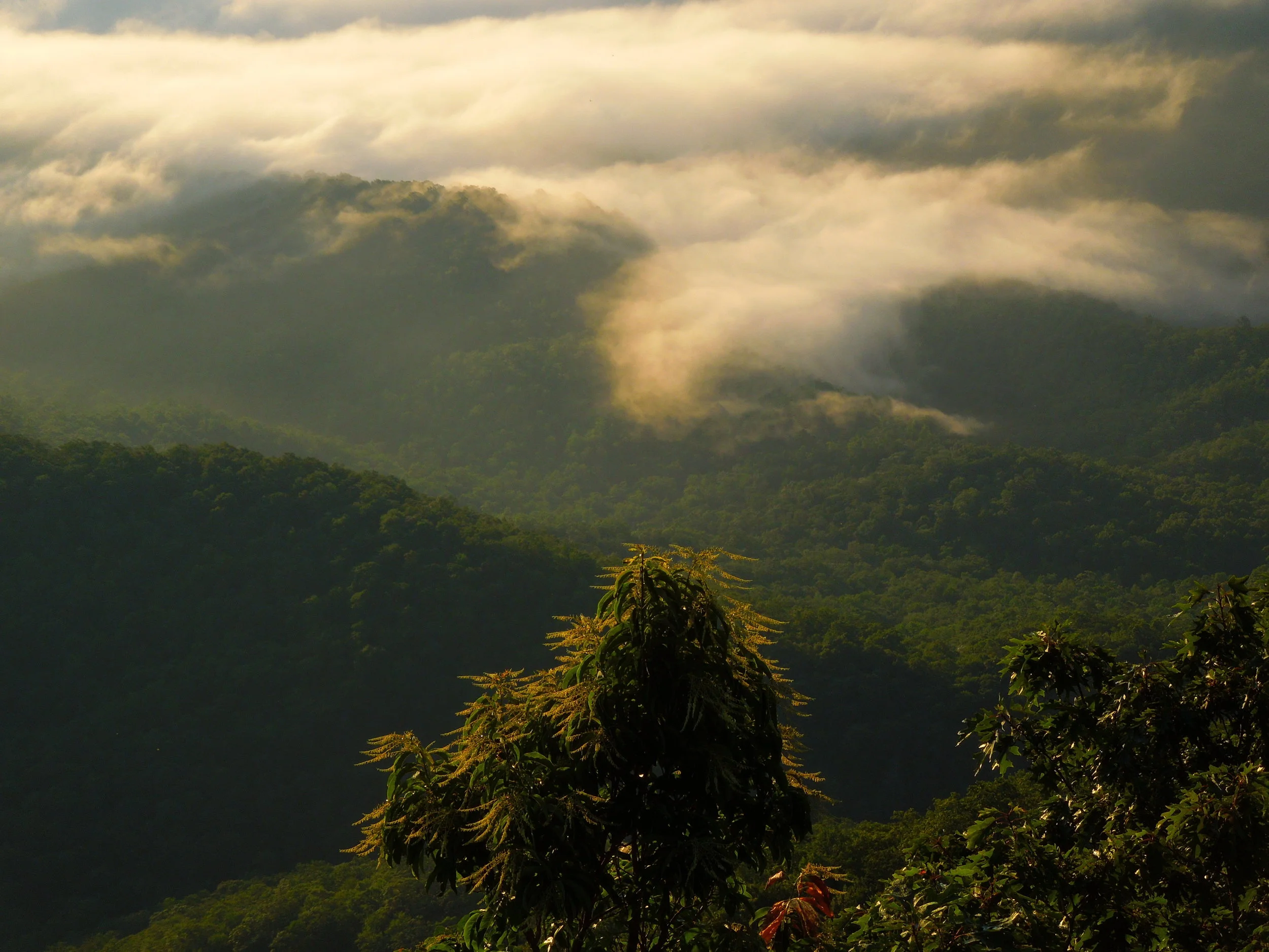 America's Trees are Moving West — In Defense of Plants