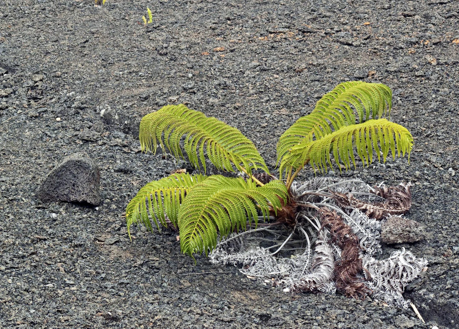 The Mighty 'Ama'u — In Defense of Plants