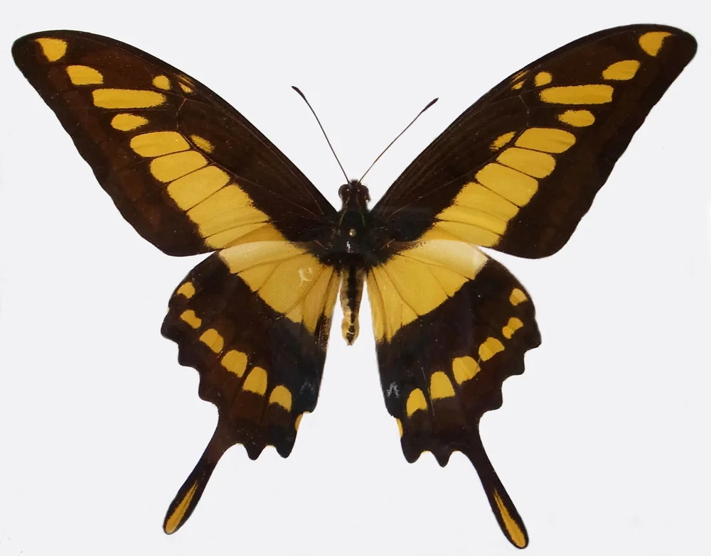 Taxonomic Discoveries: My Version of the Butterfly Effect — In Defense ...