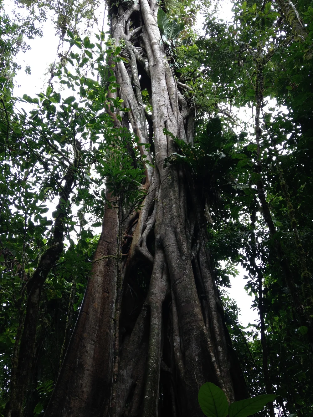 Parasitic Protection — In Defense of Plants