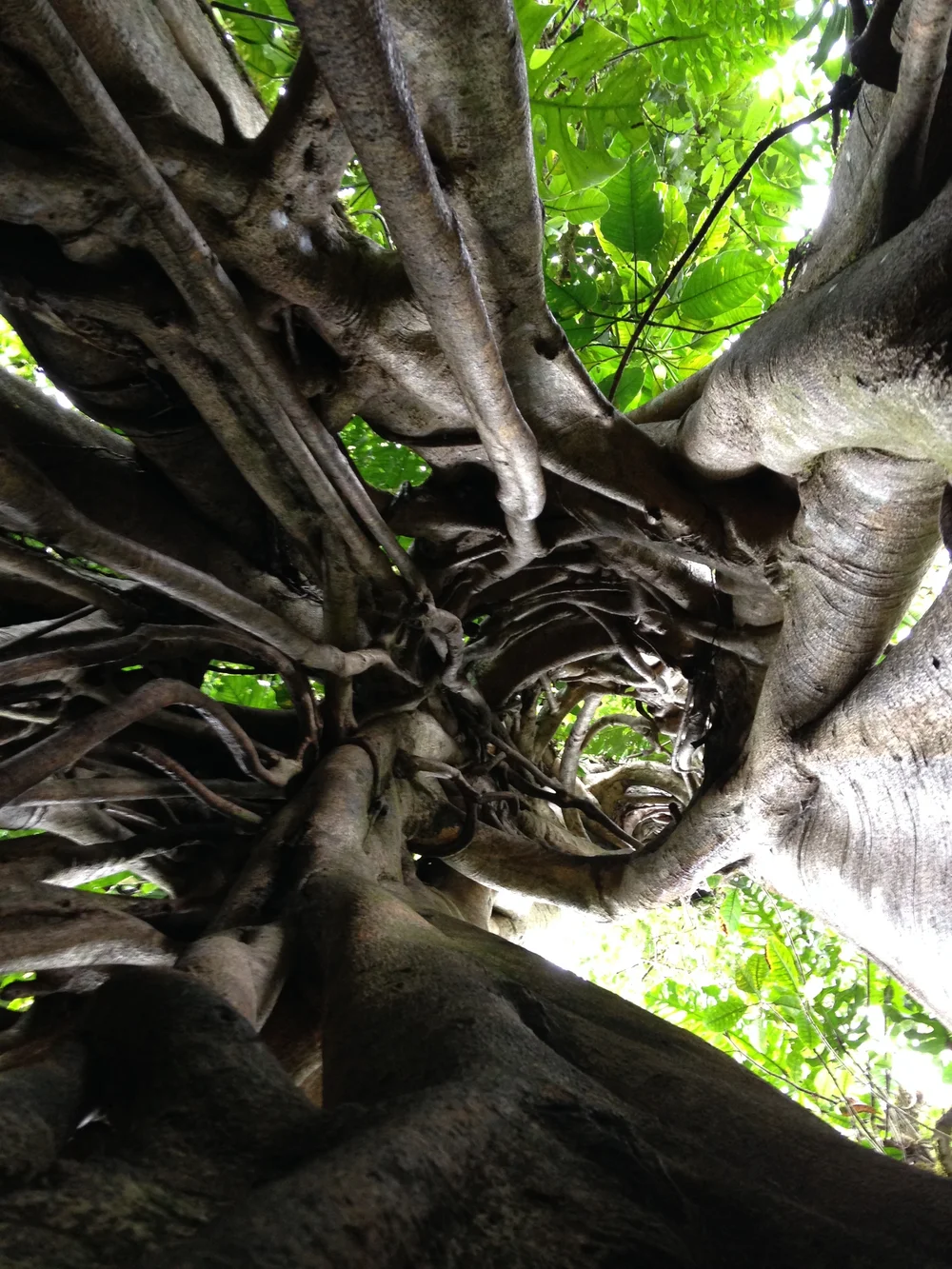 Parasitic Protection — In Defense of Plants