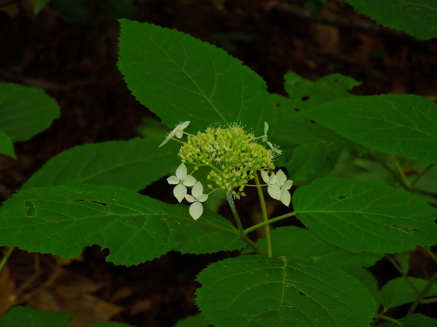 The Sterile Flowers of Hydrangea — In Defense of Plants