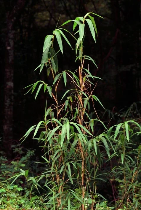 North America's Native Bamboos — In Defense of Plants