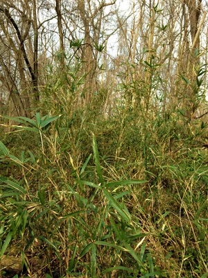 North America's Native Bamboos — In Defense of Plants