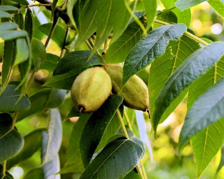 The White Walnut — In Defense of Plants