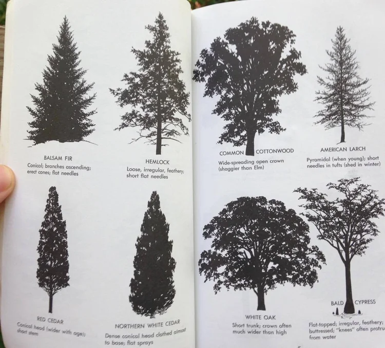 Plant Architecture and Its Evolutionary Implications — In Defense of Plants