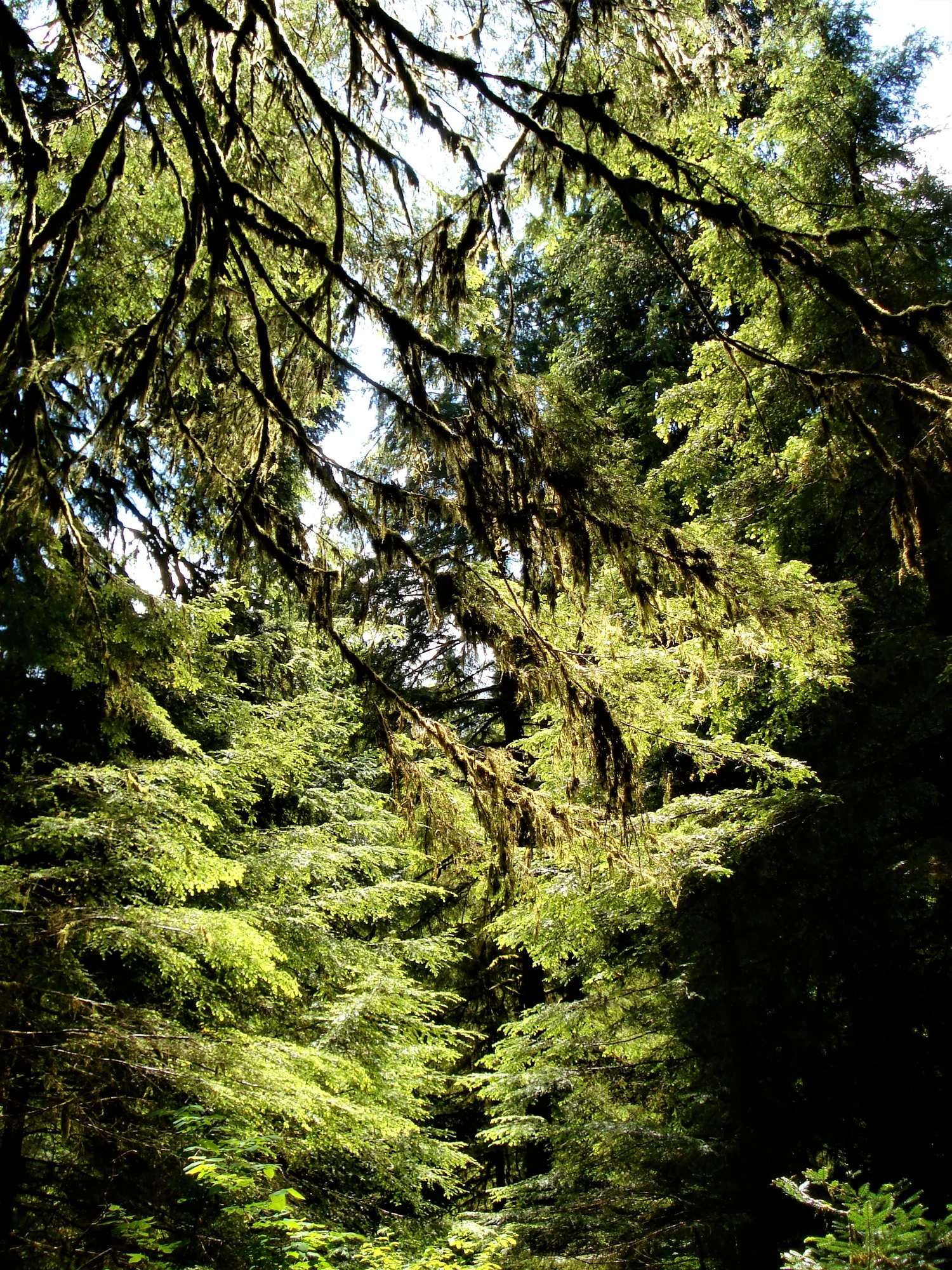 How Plants Perceive Light — In Defense of Plants