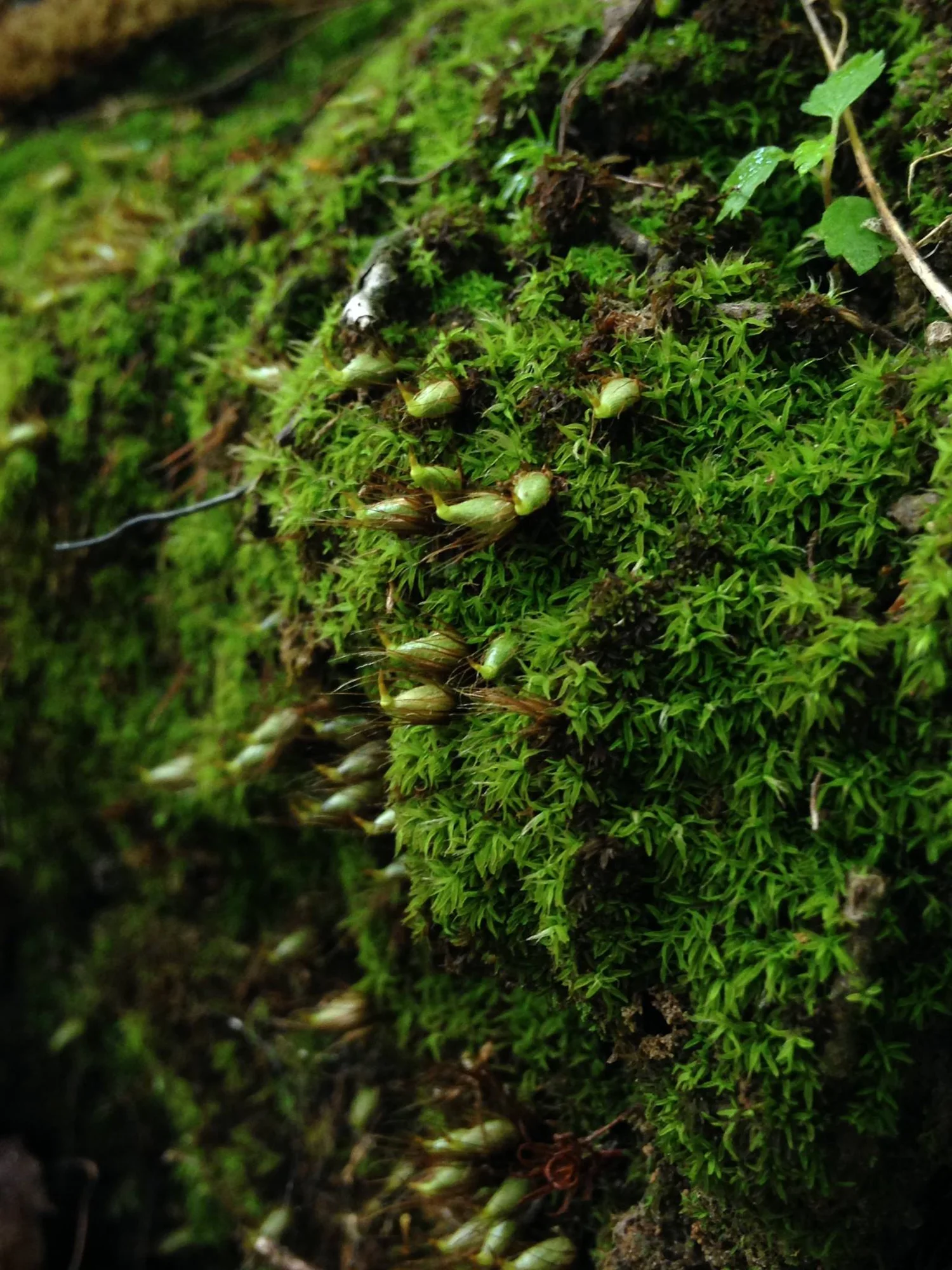 Meet The Powder Gun Moss — In Defense of Plants