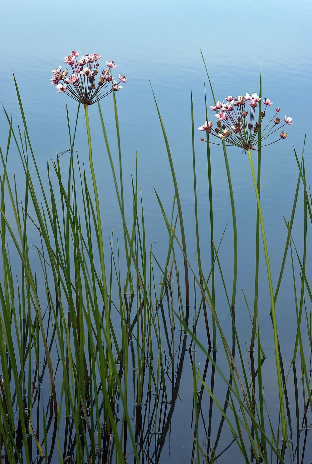 The Flowering Rush — In Defense of Plants