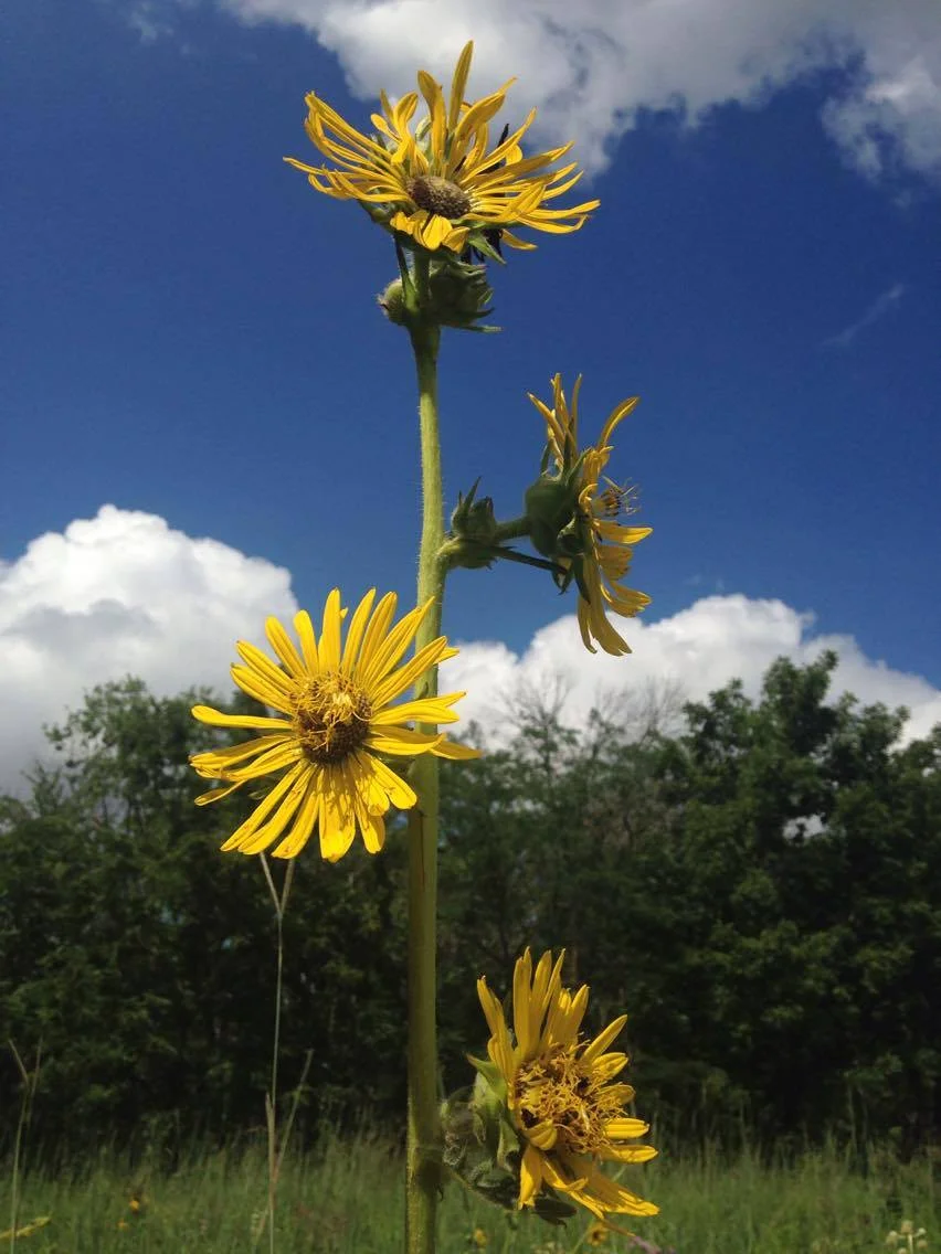 Meet The Compass Plant — In Defense of Plants